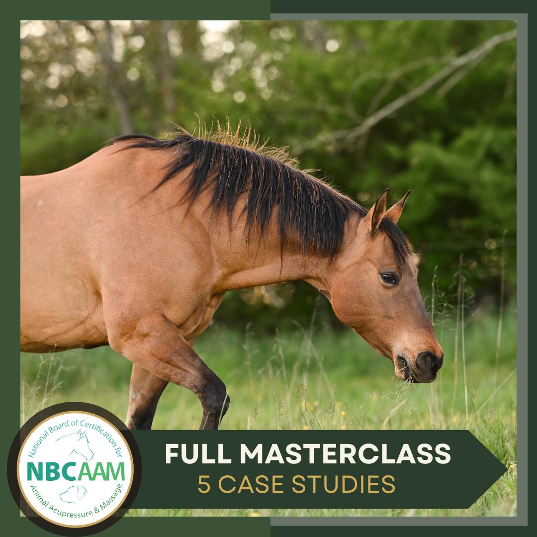 Equine Case Study Masterclass: 5 Real-World Lameness & Injury Cases