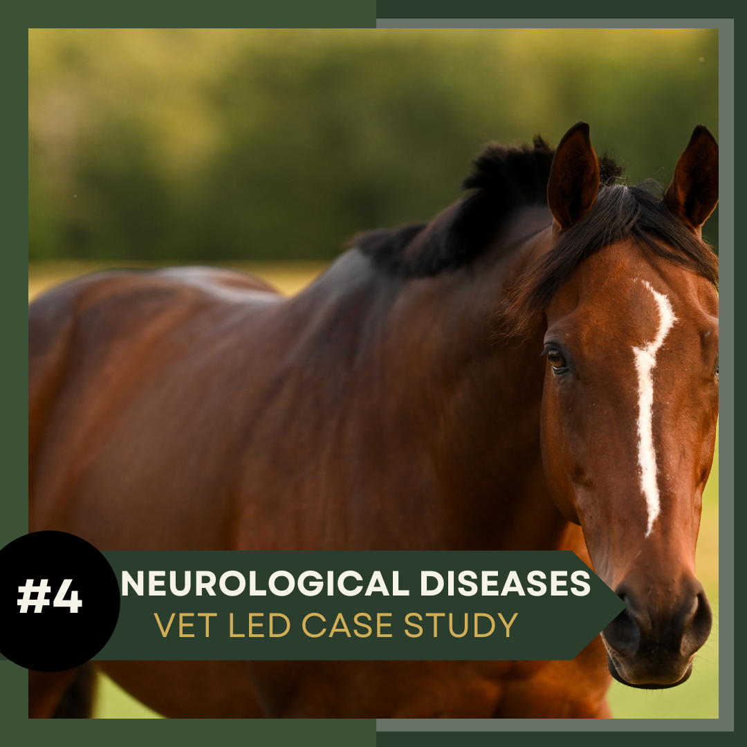 Equine Neurological Disease Case Study Course | Learn to Recognize Symptoms
