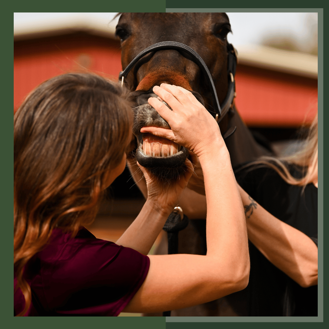 Comprehensive Equine Dentistry Course: Essential Care for Your Horse’s Dental Health