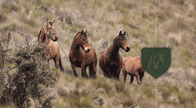Exploring Mustang Horses: Origins, Behavior & Conservation Efforts