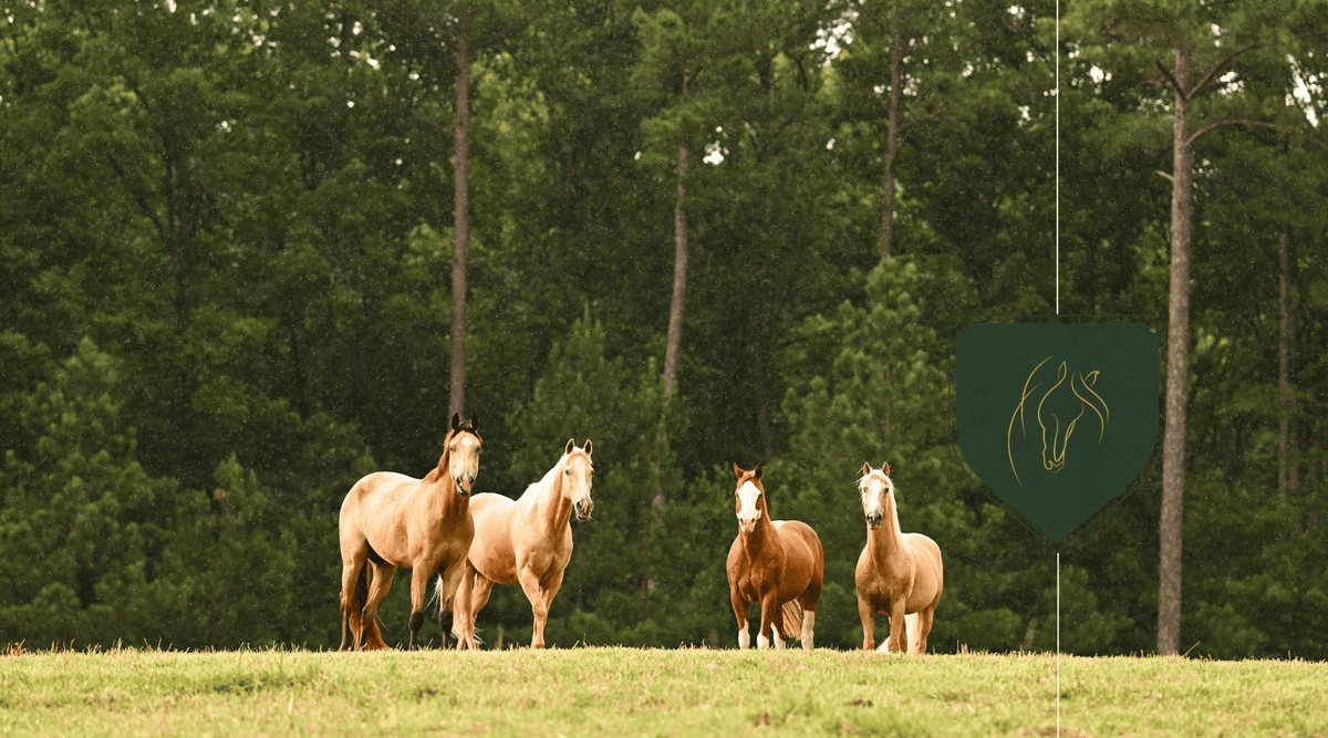 How Tall Are Horses? Understanding Equine Measurements and Breed Heights