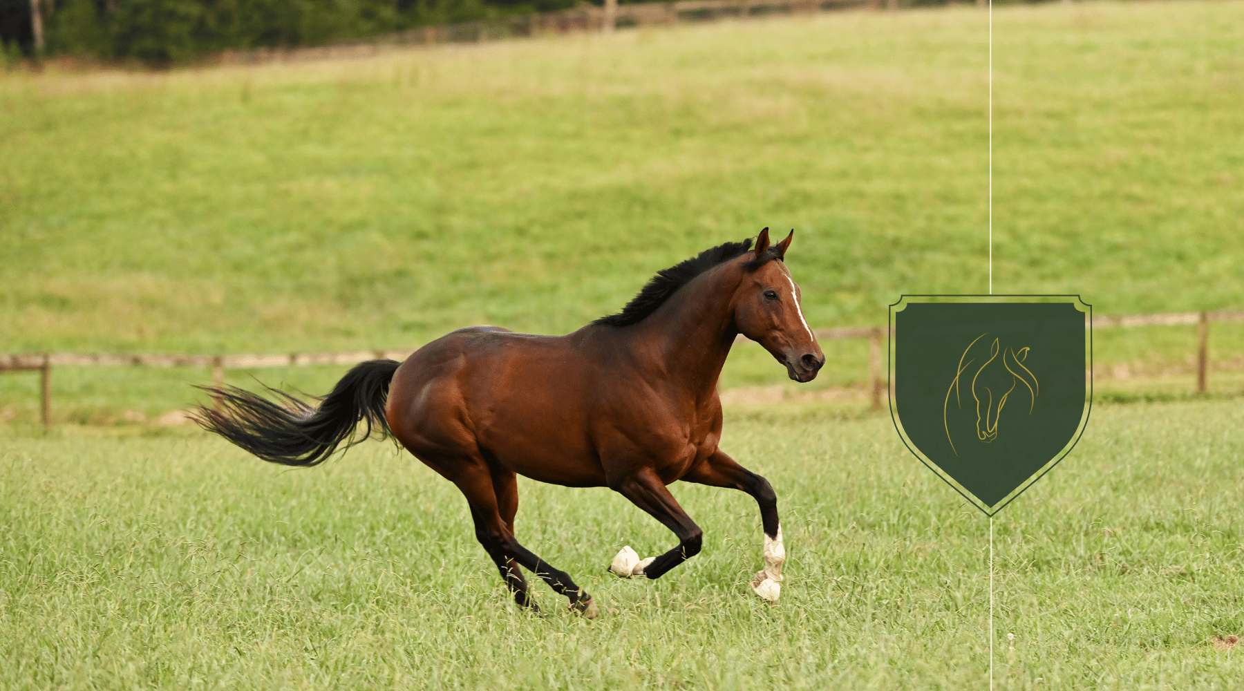 Real Horsepower Unveiled: How much Horsepower does a horse have?