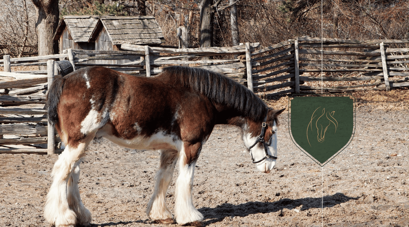 Top 5 Largest Horse Breeds: Discover the Majestic Giants of the Equine ...