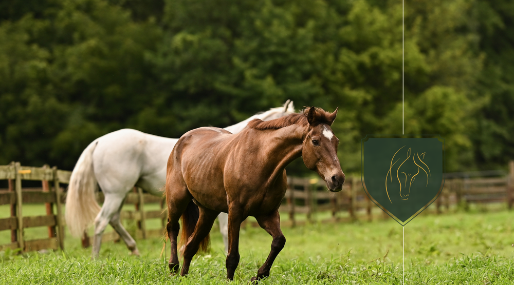 Acting Fast in Equine Emergencies: Essential Steps for Quick Response
