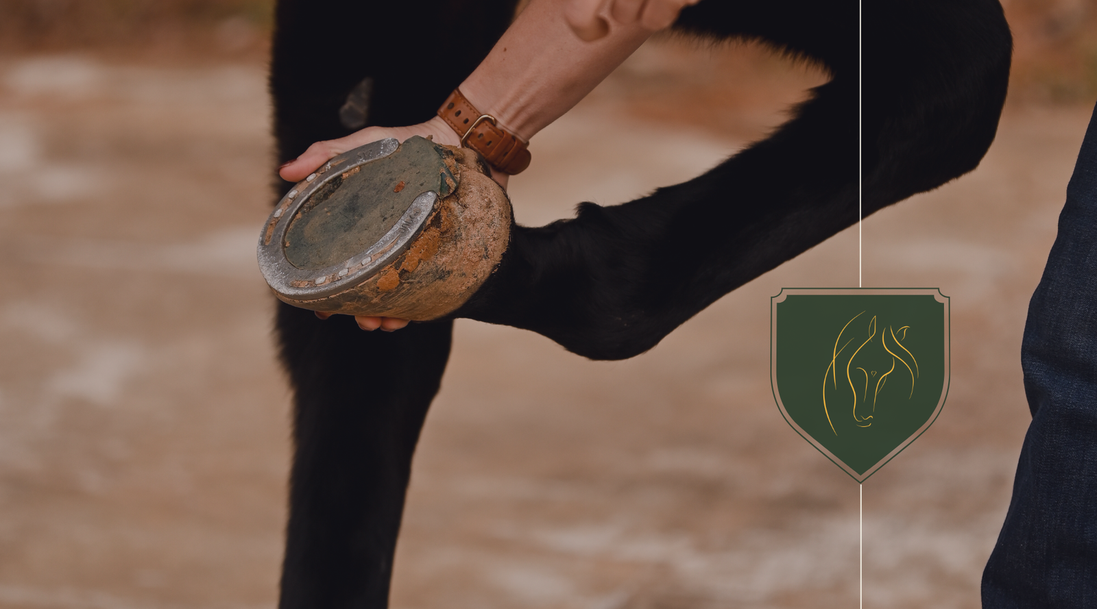 Managing Common Horse Injuries and Ailments: A Guide to Hoof Problems