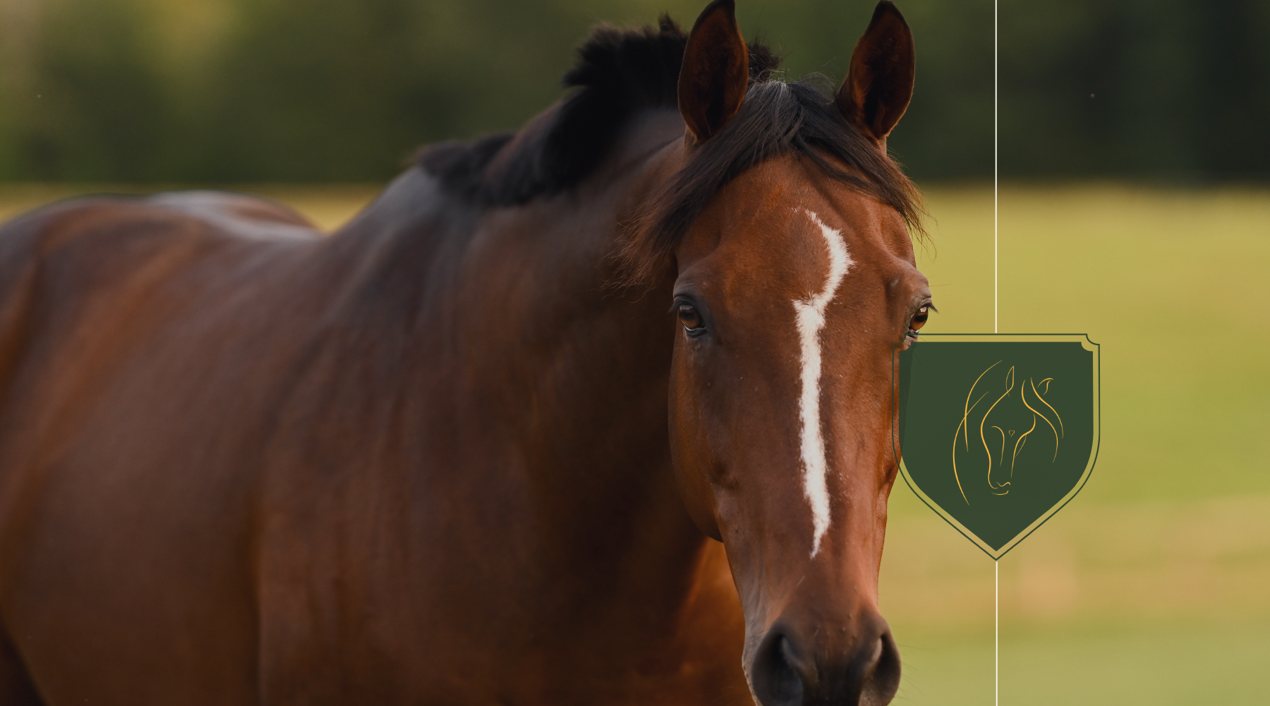 Recognizing and Preventing Horse Dehydration: Essential Tips and First Aid