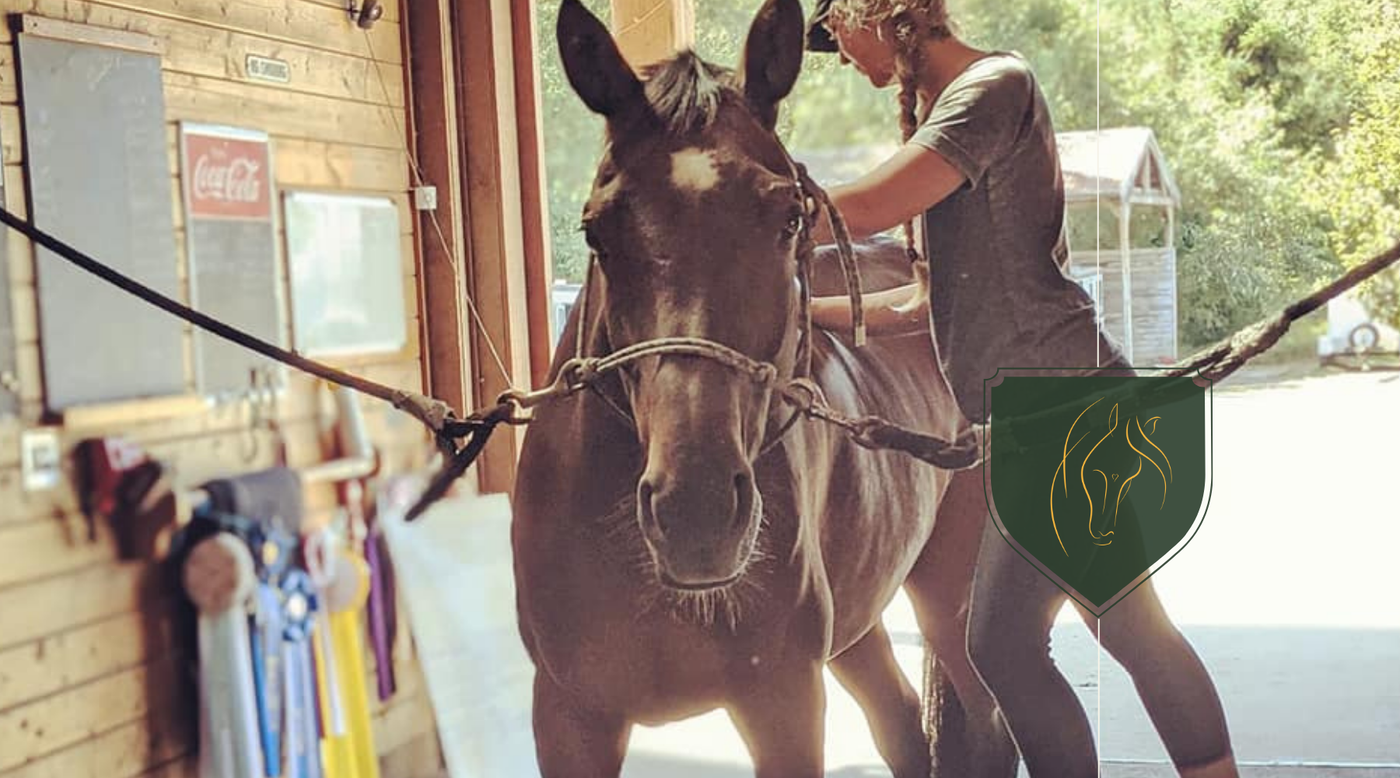 Integrating Equine Bodywork into Regular Horse Care Routines