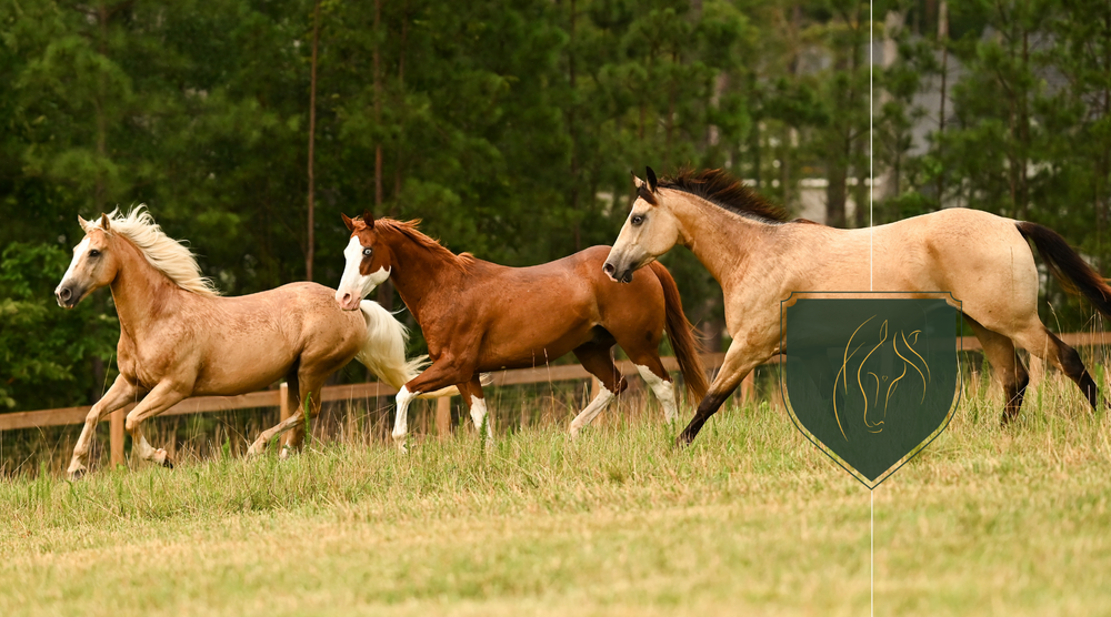 How Fast Can a Horse Run? Unveiling Speed Secrets of Different Breeds