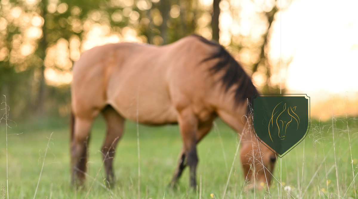 What Do Horses Eat? A Guide to Equine Nutrition