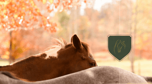 The Vital Role of the Equine Stay Apparatus: Active or Passive and Why ...