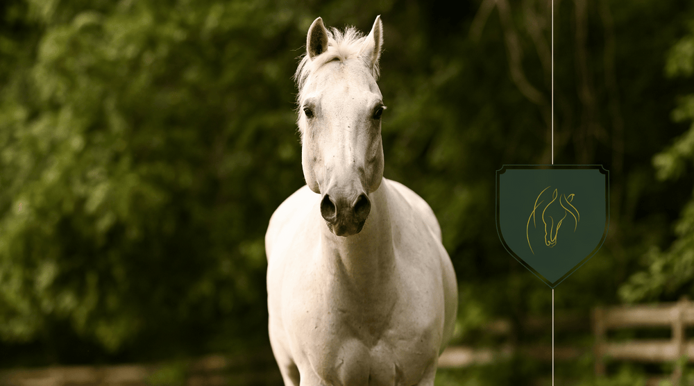 What Is a Gelding Horse? Understanding Their Role and Benefits