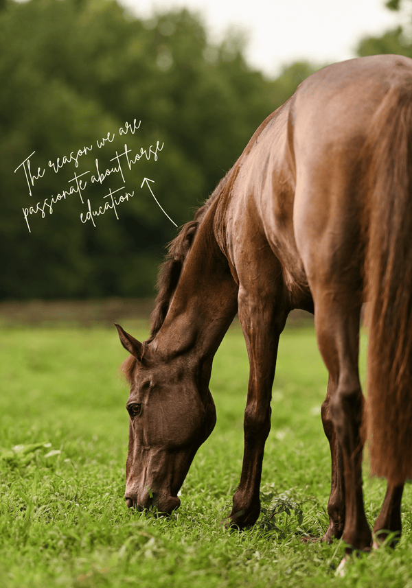 About Equine Institute | Expert-Led Online Equine Courses