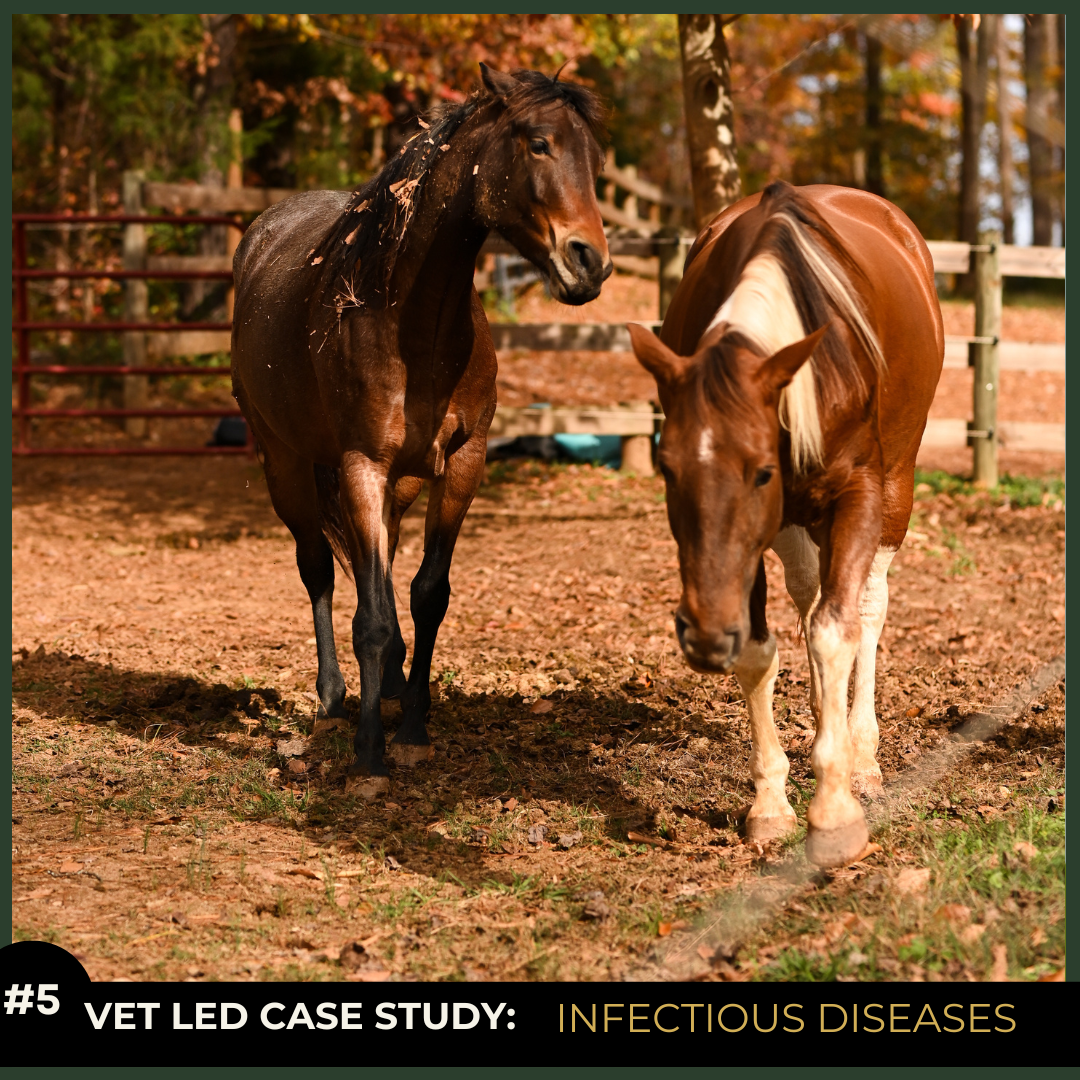 Equine Case Study: Infectious Disease | Real-Life Cases & Biosecurity ...