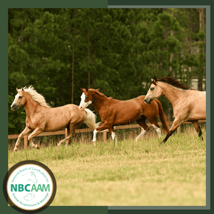 Equine Education | Science-Based Horse Courses Online