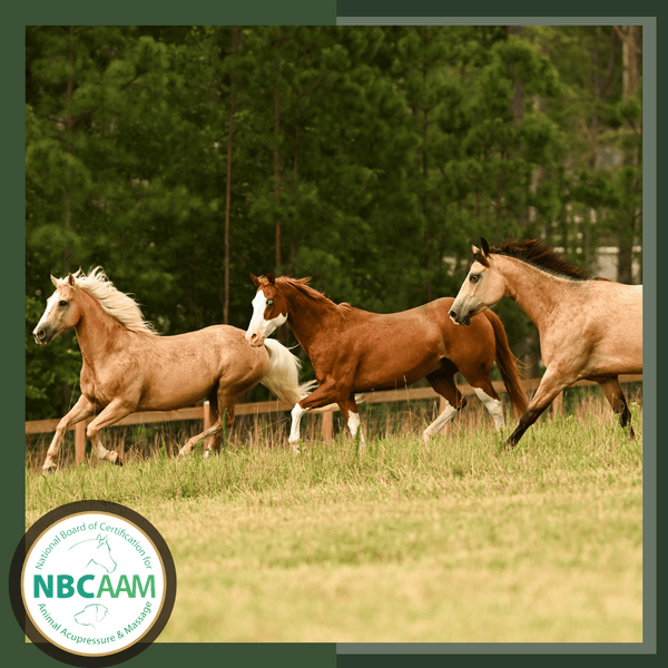 Equine Education | Science-Based Horse Courses Online