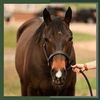 Equine Science Courses | Horse Care, Health & Nutrition Online