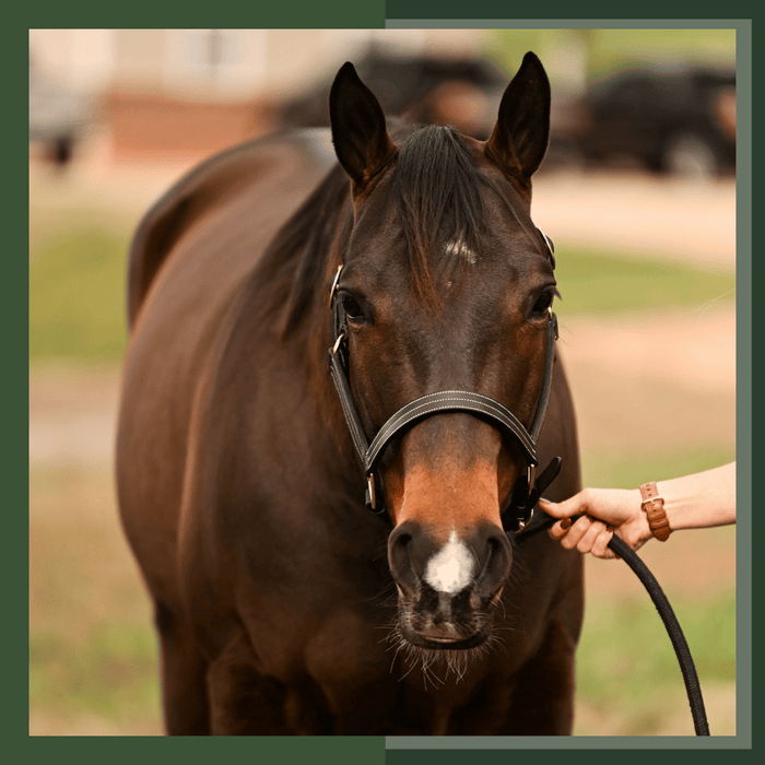 Equine Science Courses | Horse Care, Health & Nutrition Online