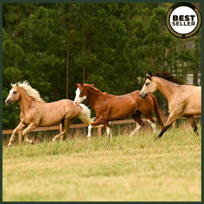 Equine Science and Horse Care Courses Online | The Equine Institute