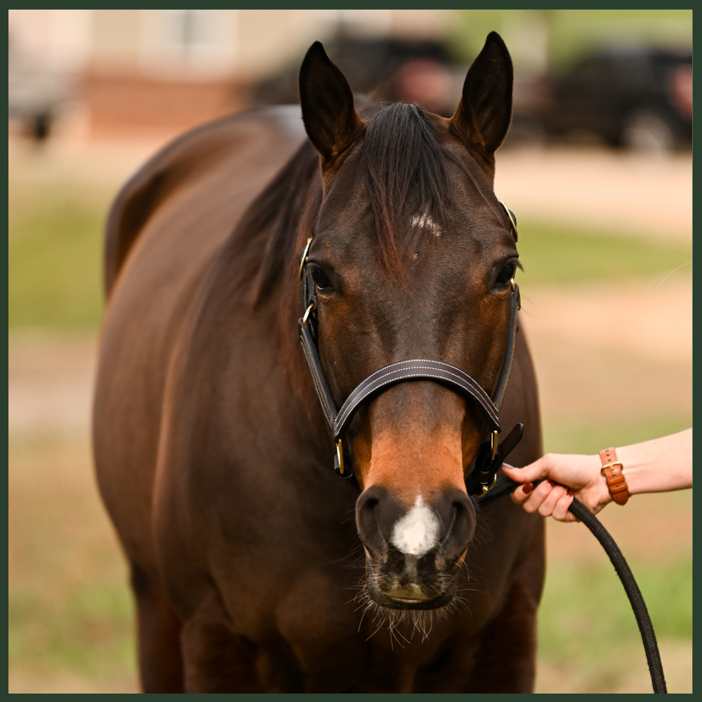 Equine Science Courses | Horse Care, Health & Nutrition Online