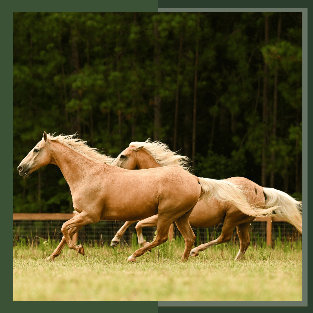 Applied Equine Anatomy Course: Understanding Function, Movement ...