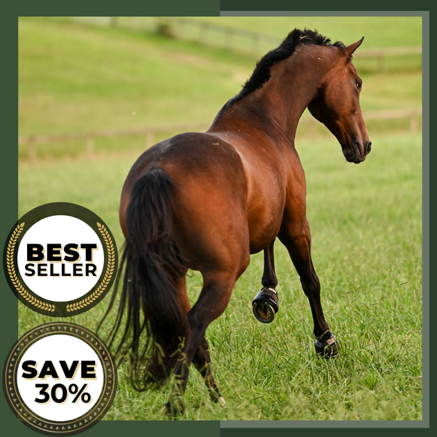 Deep Dive into Equine Massage Therapy: Techniques and Benefits