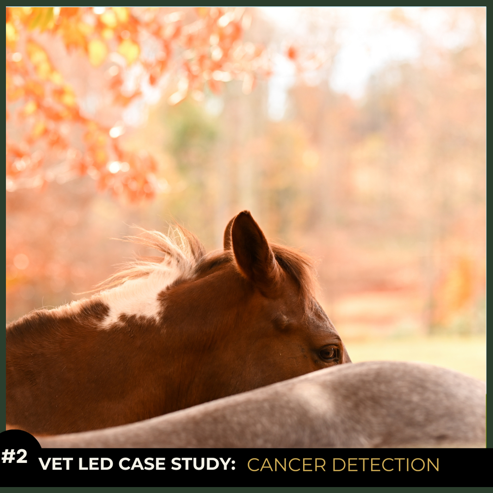 Equine Science and Horse Care Courses Online | The Equine Institute