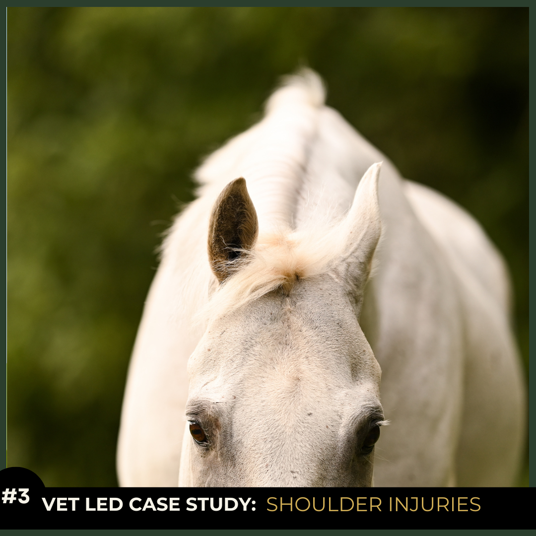 Equine Shoulder Injury Case Study Course - For Owners, Barn Managers ...