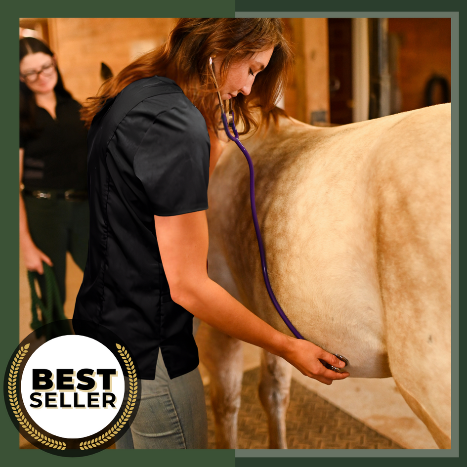 Horse Learning for Kids – Fun Equine Education Without Owning a Horse