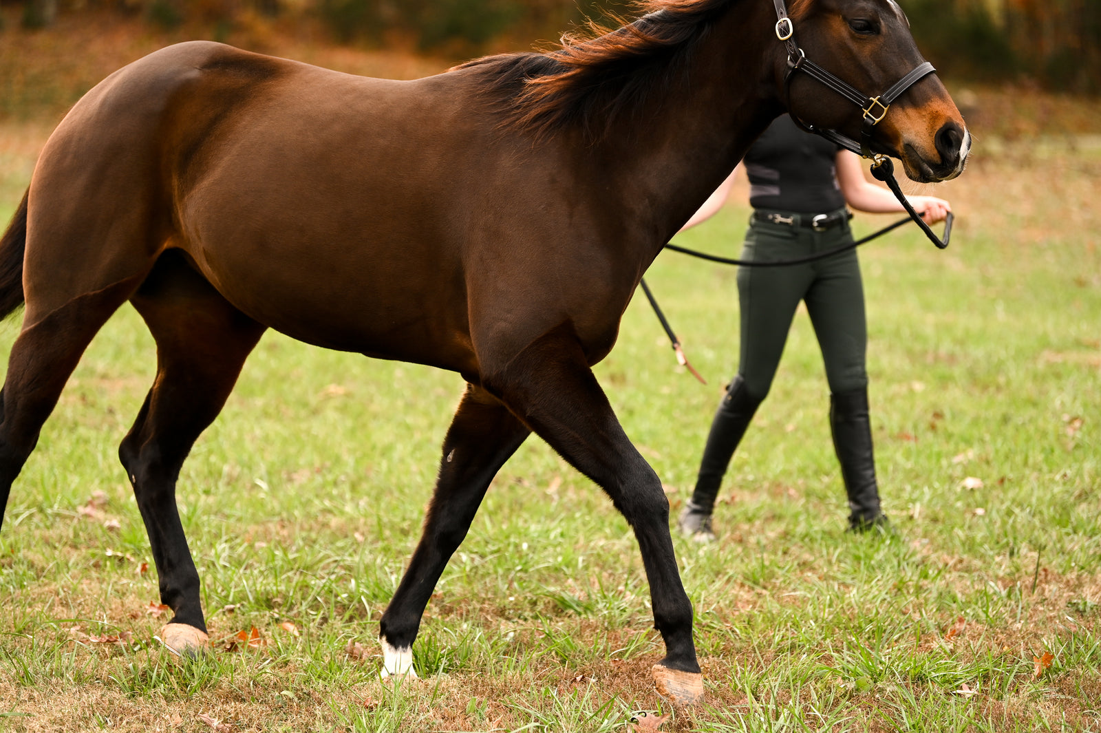 Equine Learning & Free Resources