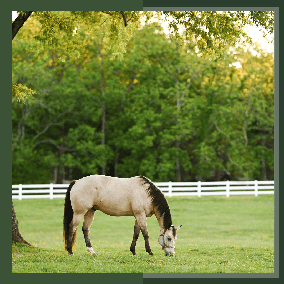 Equine Pasture and Facility Management: Create a Healthy Environment f