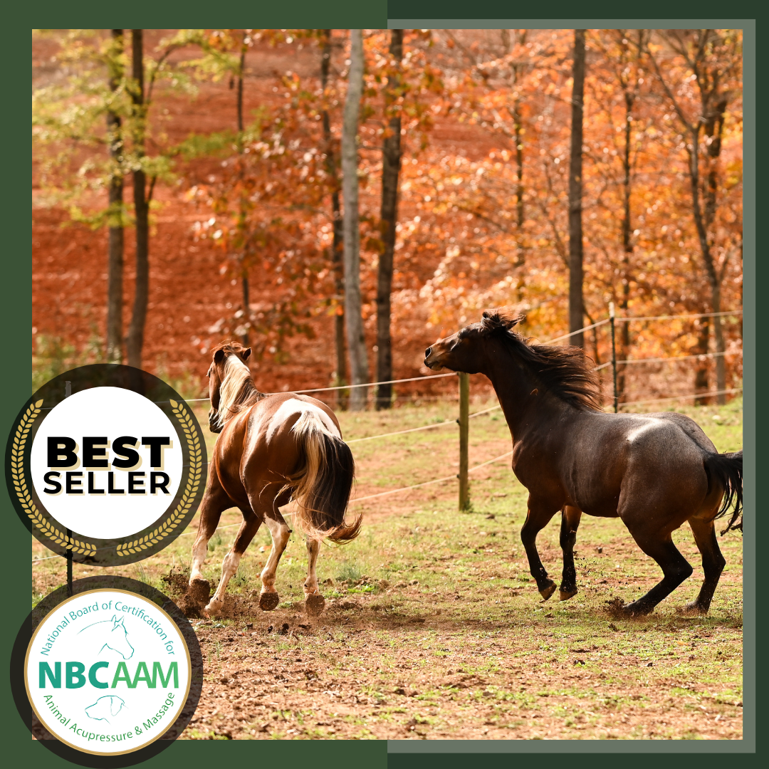 Understanding the Horse: Anatomy, Behavior & Natural Needs