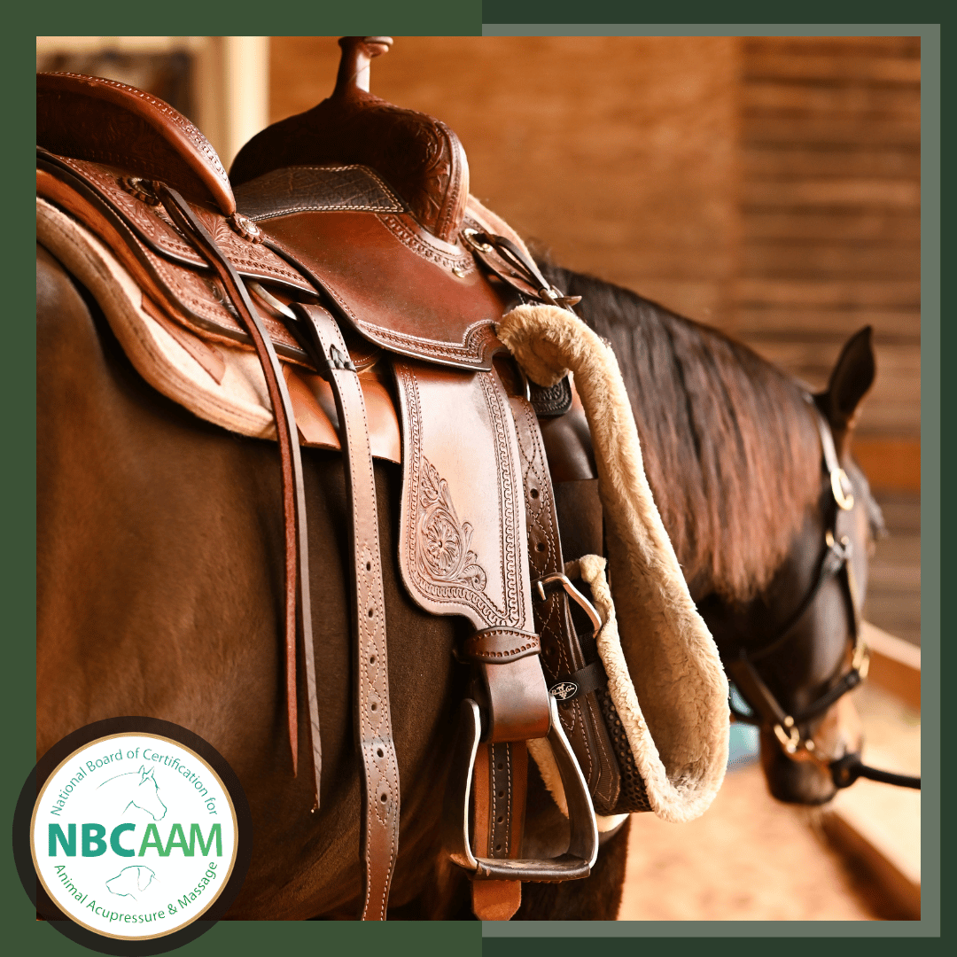 Horse Breeds & Disciplines Course: Traits, Behavior & Performance