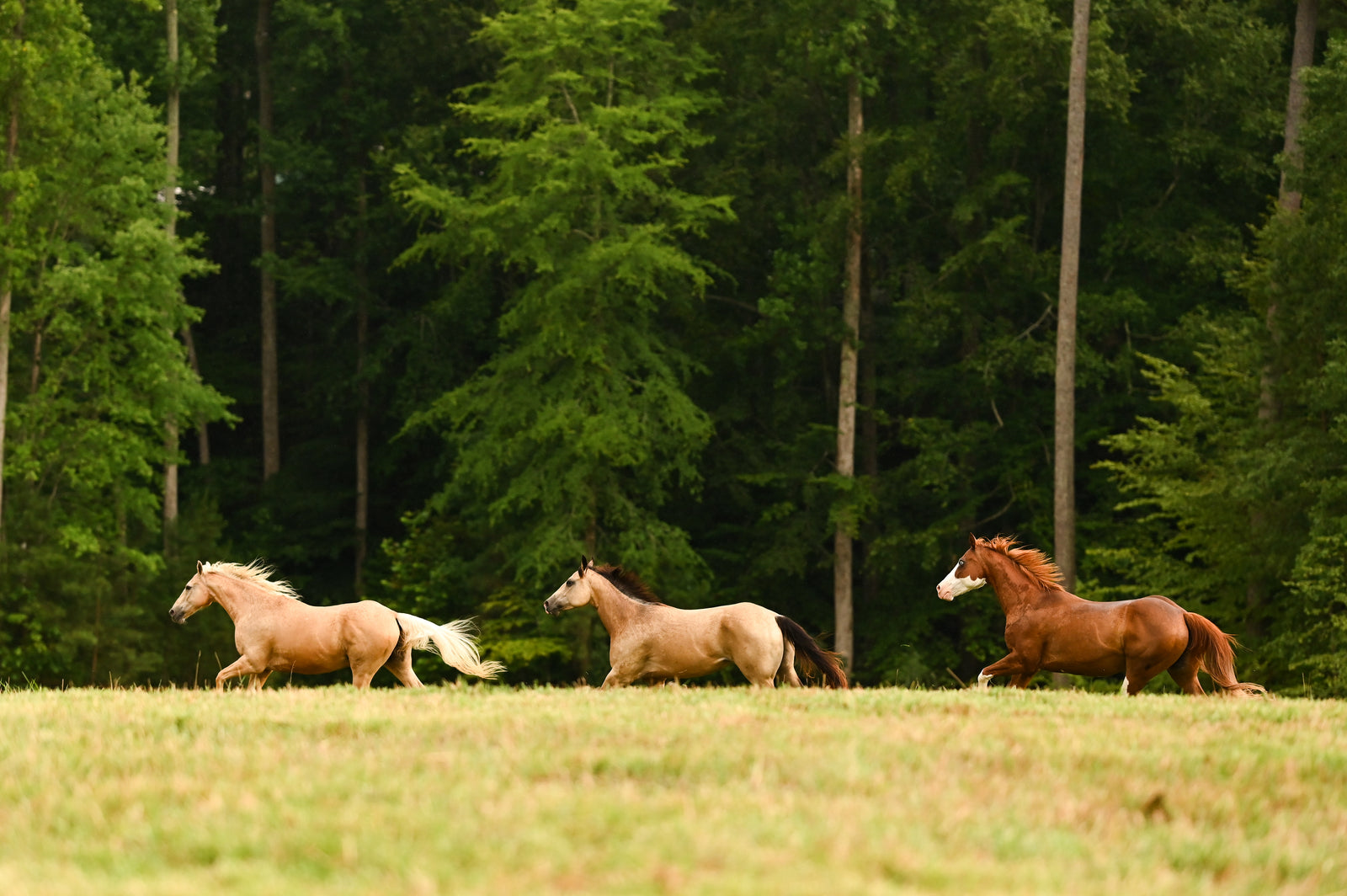 The Equine Institute: Expert Online Horse Care & Continuing Ed Courses